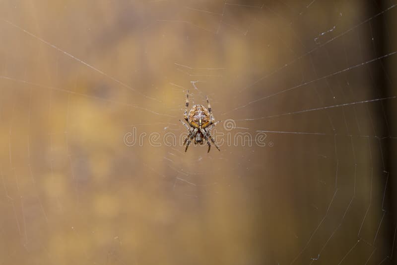 Tiny Jumping Spider and Spider Web Close Up Stock Photo - Image of ...