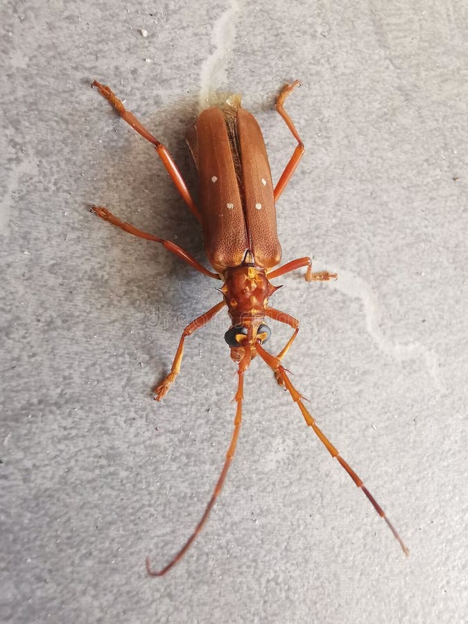 Brown Prionid Beetle Crawling on the Floor. Stock Image - Image of ...