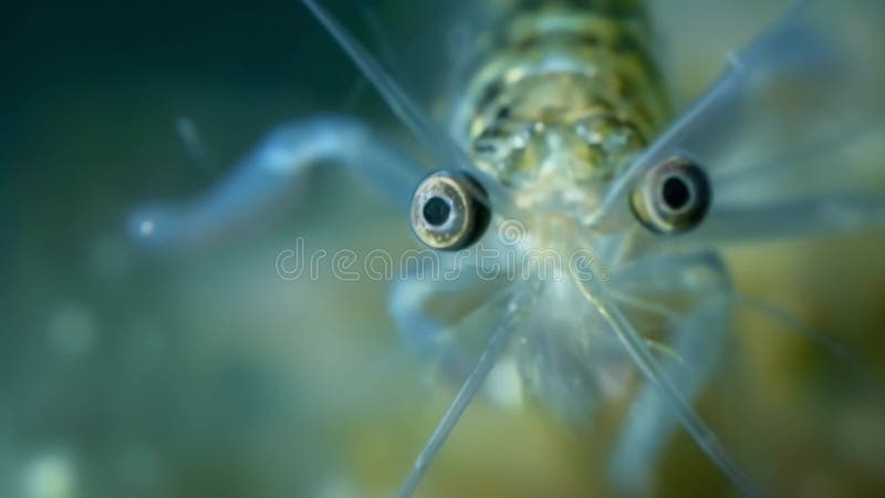 An Image of a Tiny Crustacean Zooplankton with Its Characteristic ...