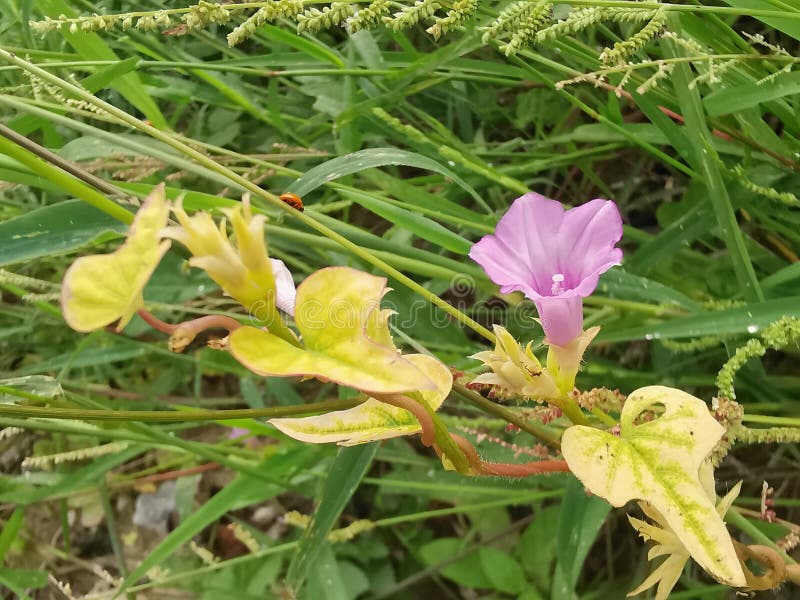 Tiny Pink Ipomoea Triloba Flower in the Wild Meadow. Stock Image ...