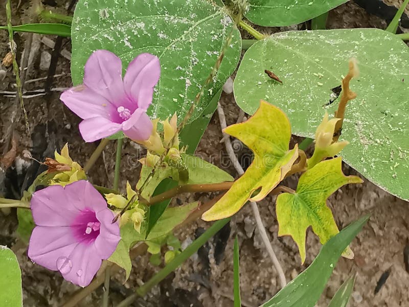 Tiny Pink Ipomoea Triloba Flower in the Wild Meadow. Stock Image ...