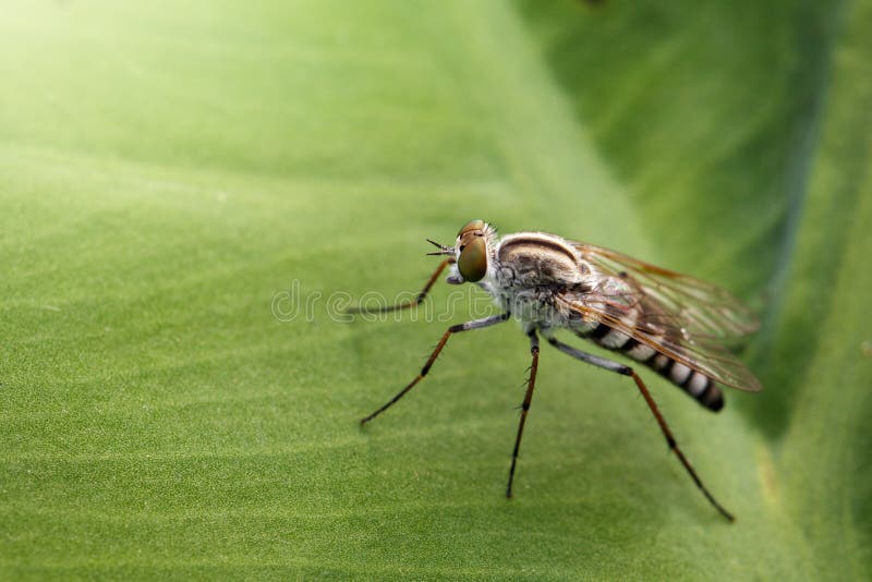 Robber fly in the green 2 stock image. Image of garden - 35213843