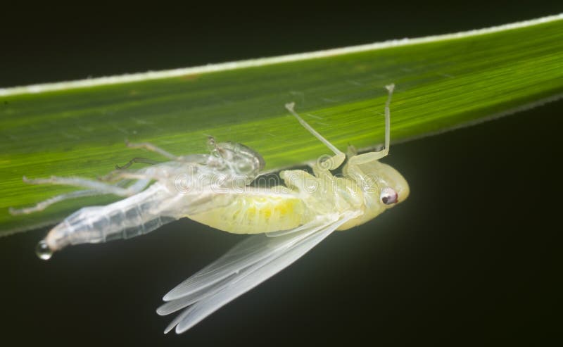 291 White Leafhopper Stock Photos - Free & Royalty-Free Stock Photos ...