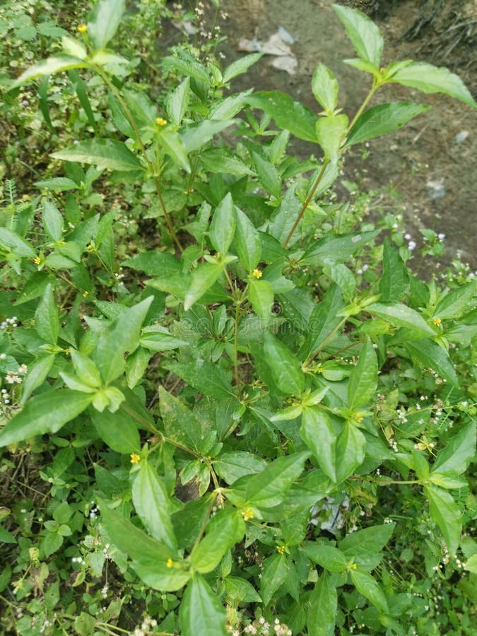 Tiny Yellow Synedrella Nodiflora Weed. Stock Image - Image of ...