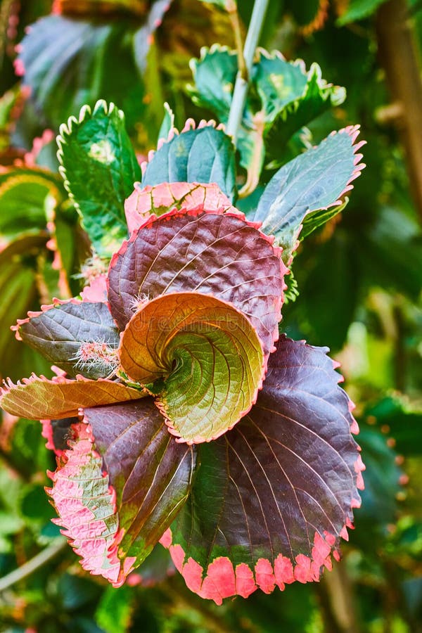 Top Down View of the Exotic Acalypha Copper Plant Stock Image - Image ...