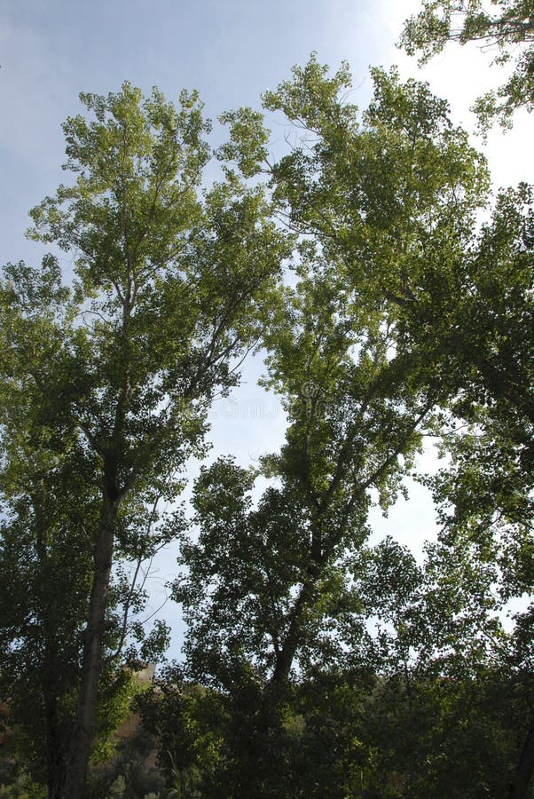 Image of the Top of Several Large Trees Stock Image - Image of branch ...