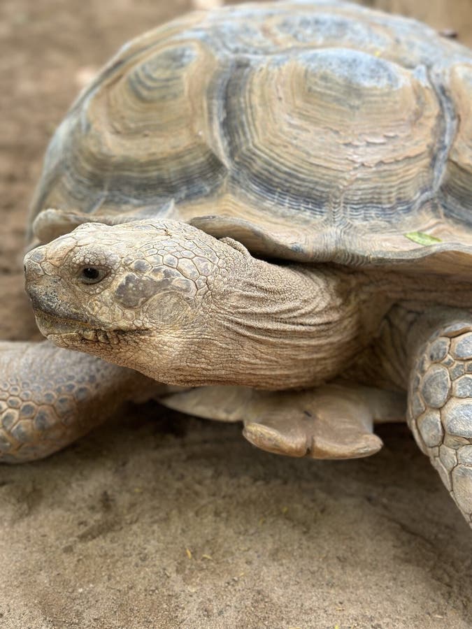 Image of a Tortoise Walking Along a Winding Path in a Natural Setting ...