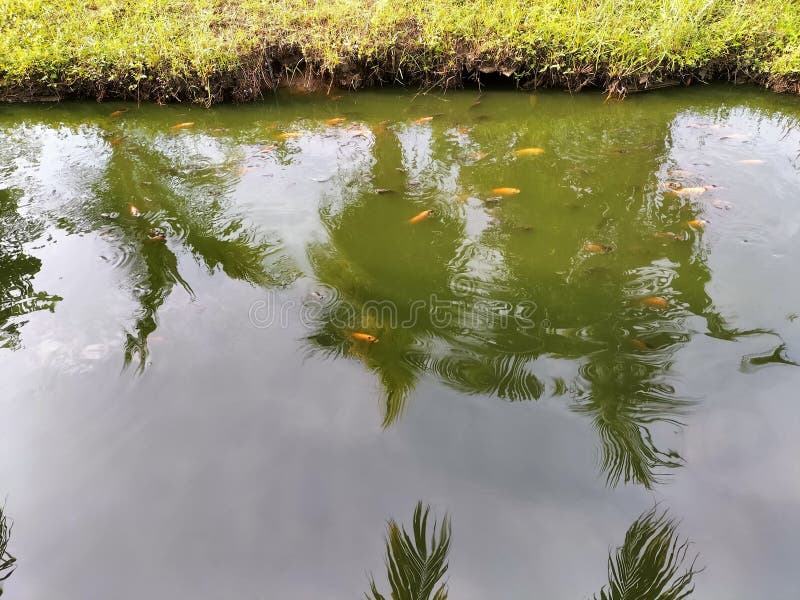 Image of Traditional Fish Pond with Golden Fish Collection Stock Photo ...