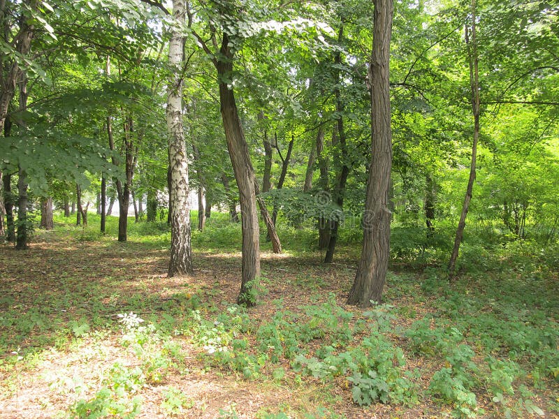 Image of a Tranquil Forest Scene with Layered Depth, Lush Foliage, and ...