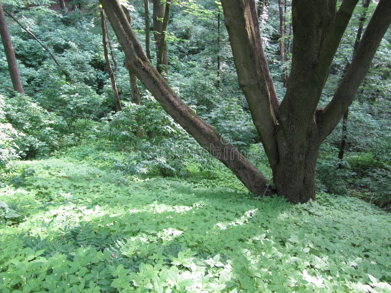 Image of a Tranquil Forest with a Y-shaped Tree, Lush Ferns, and Other ...
