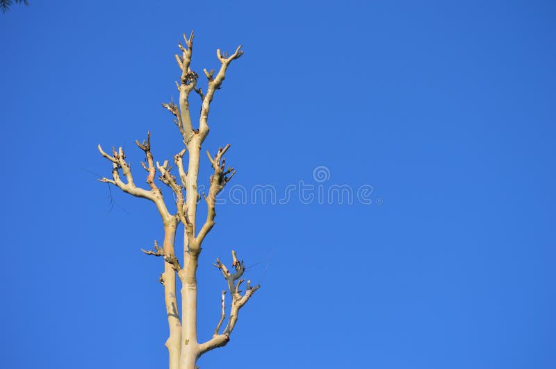 Image of a Tree without Any Leaves Agianst the Blue Sky Stock Photo ...