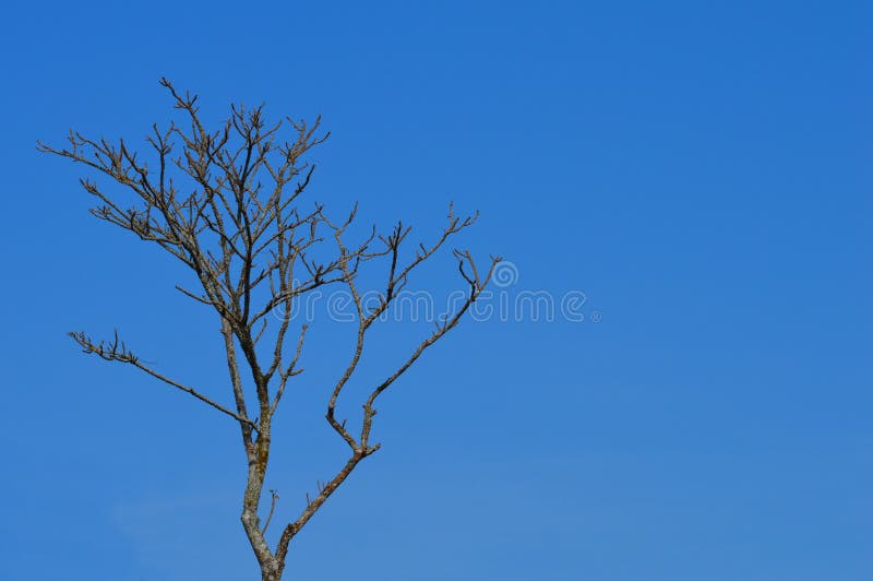 Image of a Tree without Any Leaves Agianst the Blue Sky Stock Photo ...