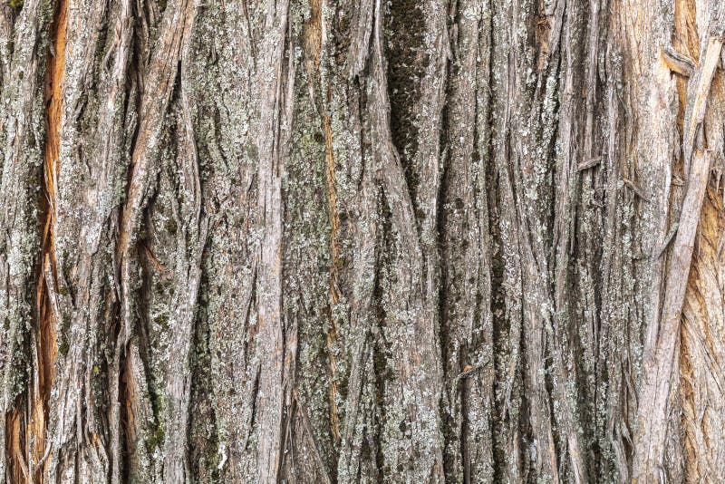 Tree Bark Texture Close Up Useful for Background or Overlay Stock Image ...