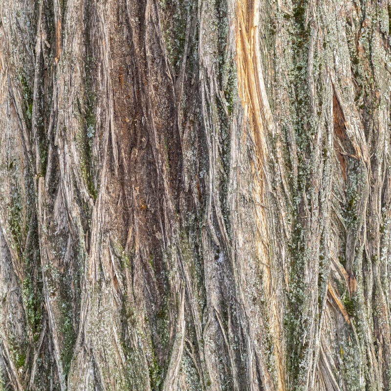 Tree Bark Texture Close Up Useful for Background or Overlay Stock Image ...