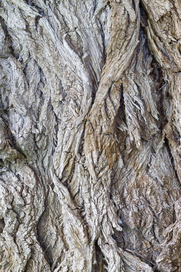 Old Weathered Tree Bark Texture Stock Image - Image of blank, hardwood ...