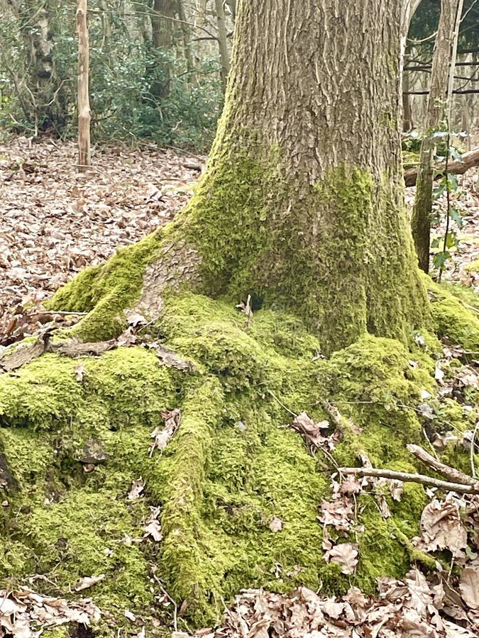 Moss covered tree stock photo. Image of flower, plant - 274970484