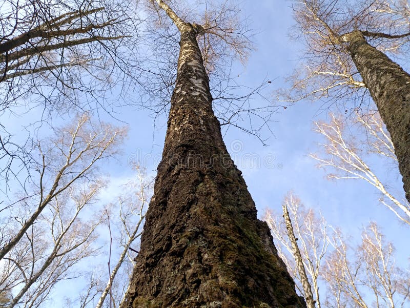 Image of a Tree from the Bottom Up, from the Trunk To the Top, Birch ...