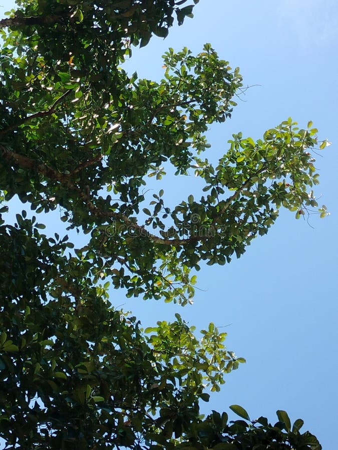Image of Tree Branches Full of Green Leaves and a Combination of Blue ...