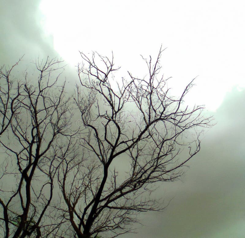 Image of Tree Branches without Leaves Against Grey Clouds on Sky ...
