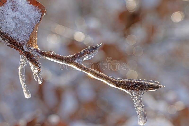 Image of a Tree Bud Covered in Ice in Sunlight Stock Photo - Image of ...