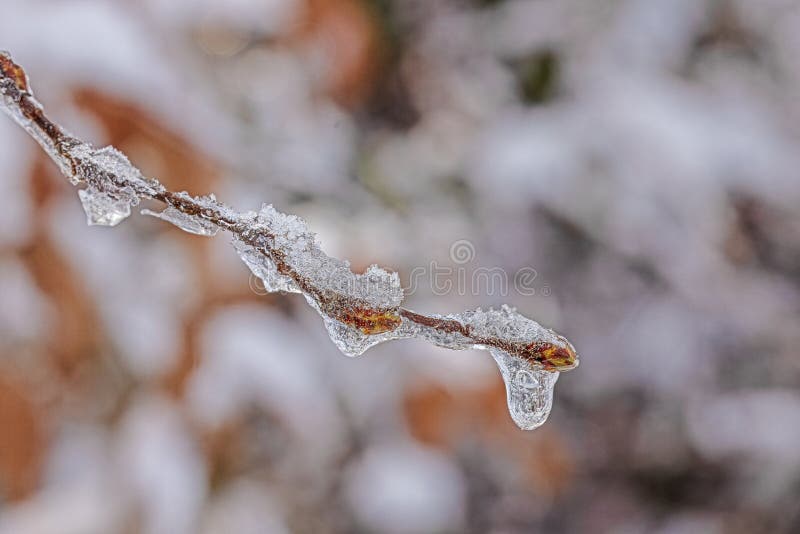 Image of a Tree Bud Covered in Ice in Sunlight Stock Photo - Image of ...