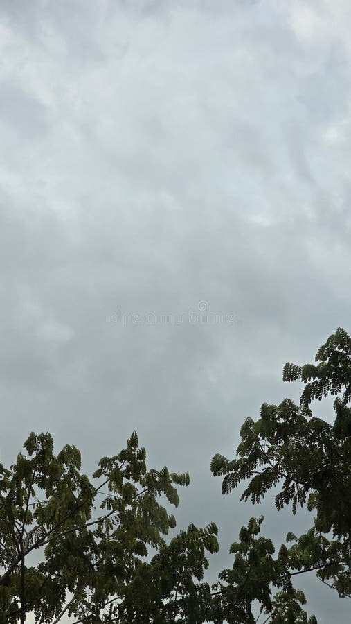The Image of a Tree with a Cloudy Sky Background Expresses a Gloomy ...