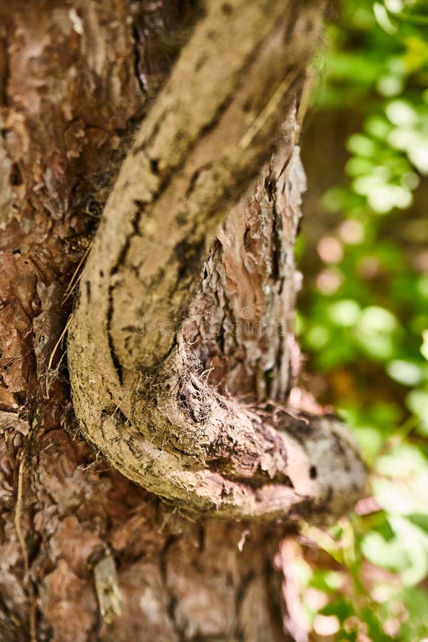 Tree with Flaking Bark and a Thick Vine Growing Up it Stock Image ...