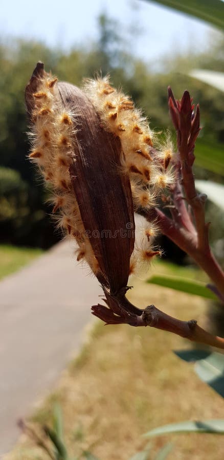Image of tree flower seed stock photo. Image of creeping - 115800080