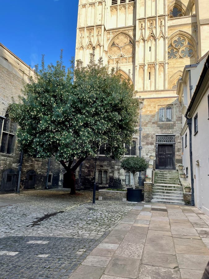 Courtyard Tree of Westminster Abbey Stock Photo - Image of town, plaza ...