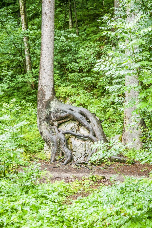 Image of a Tree that Has Overgrown a Rock with Its Roots Stock Photo ...
