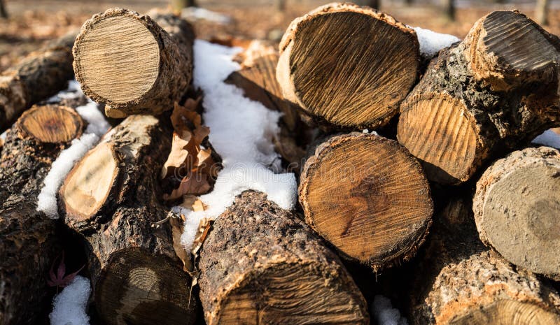 Tree logs in snow stock image. Image of pattern, wood - 133085775