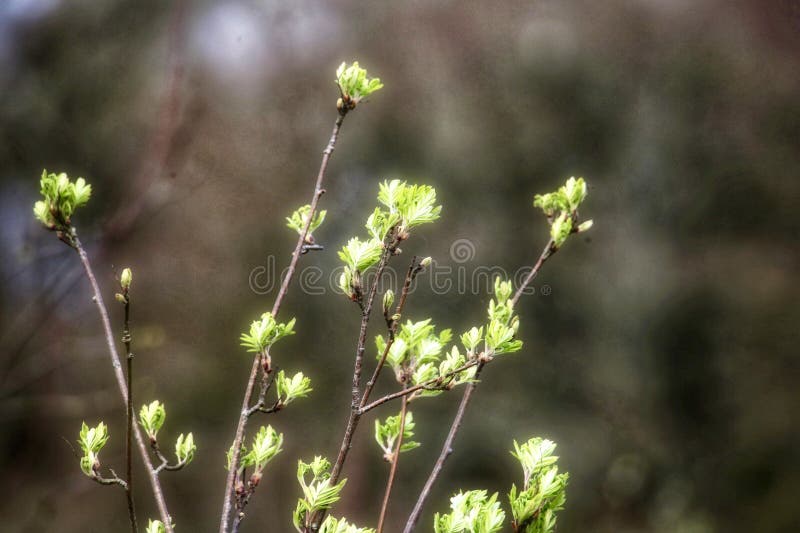 New leaves in spring time stock photo. Image of foggy - 312750948