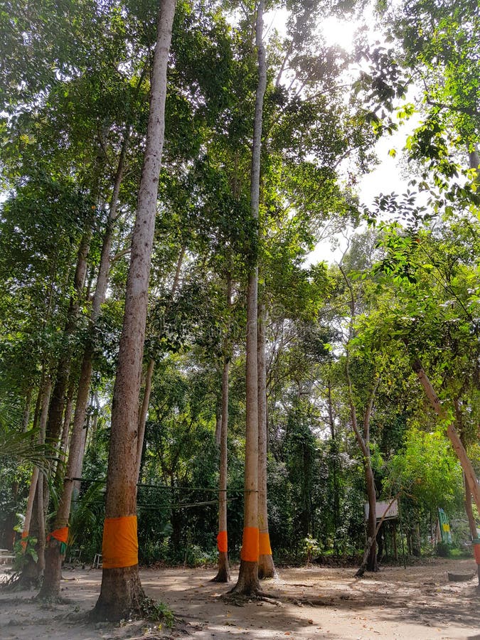 Tree Ordained in a Reserved Forest As a Means of Preserving Trees Stock ...