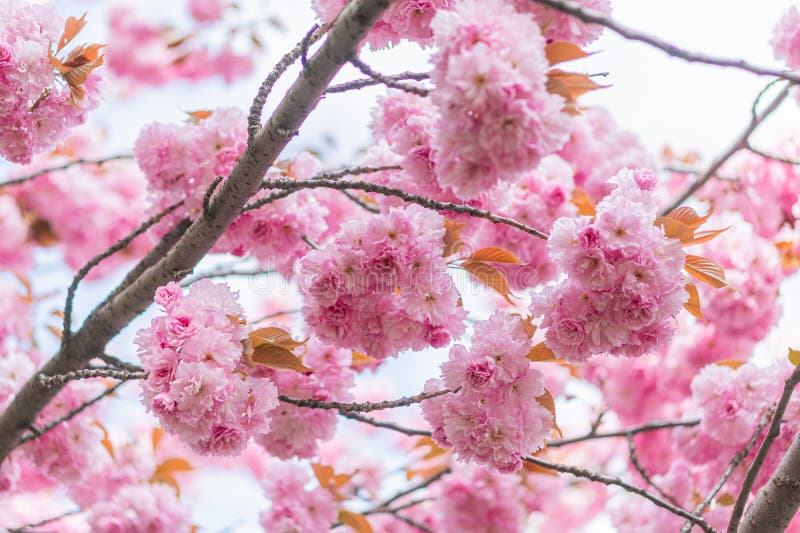 Image of a Tree with Pink Blossoms at Peak Bloom, Creating a Dense ...