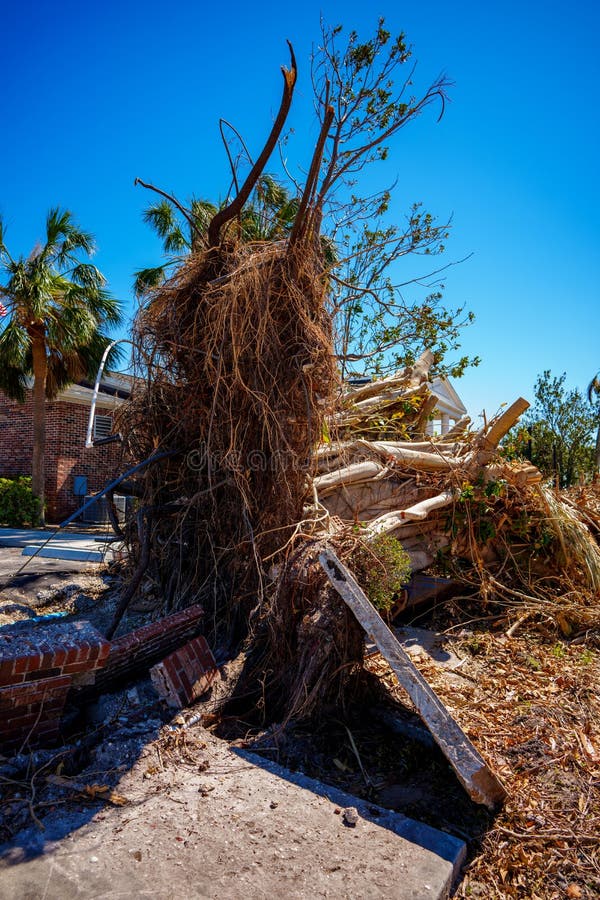 Image of a Tree Ripped from the Sidewalk in Punta Gorda Aftermath ...