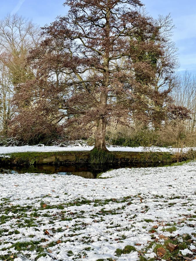 Tree and river in snow stock photo. Image of silhouette - 264347876