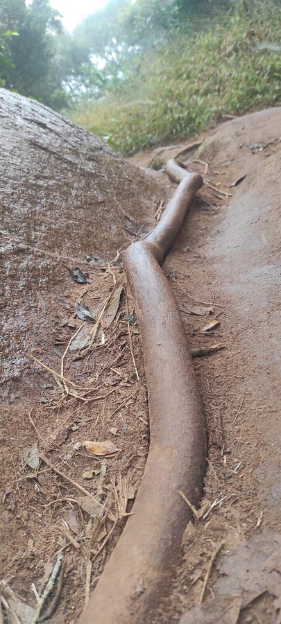 Image of Tree Root on Brown Soil Stock Image - Image of tree, soil ...