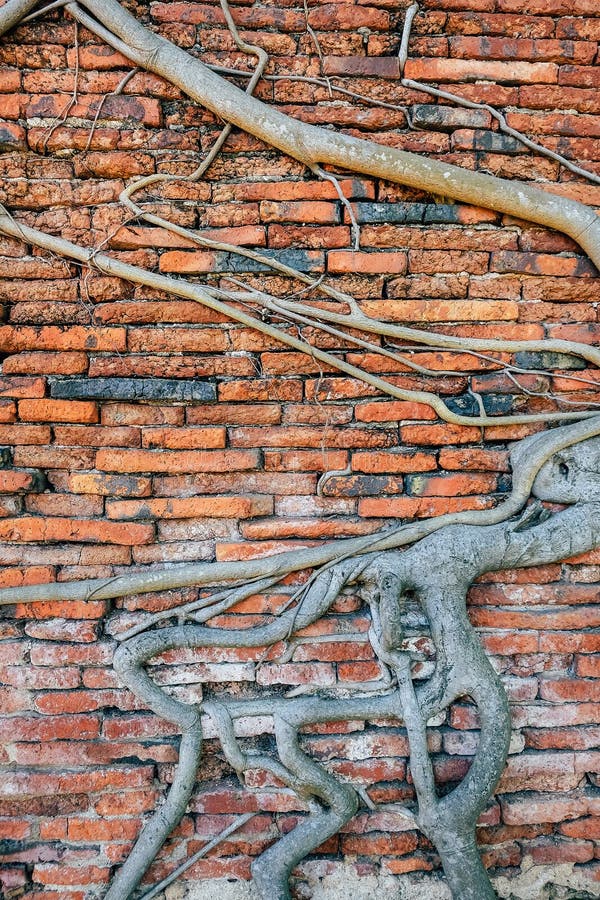 Tree roots on brick wall stock photo. Image of surface - 237118886