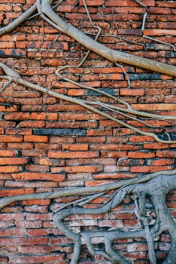 Tree roots on brick wall stock photo. Image of grunge - 237118890