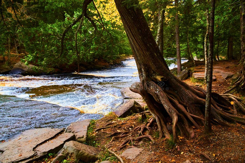 Tree with Roots Exposed Leans Over River with Mild Rapids and Stone ...