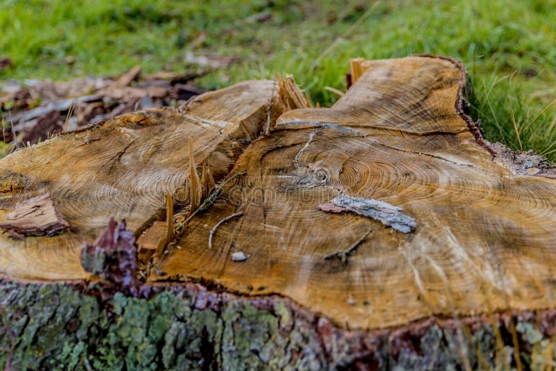 Image of a Tree Stump from a Top View Stock Image - Image of cold ...