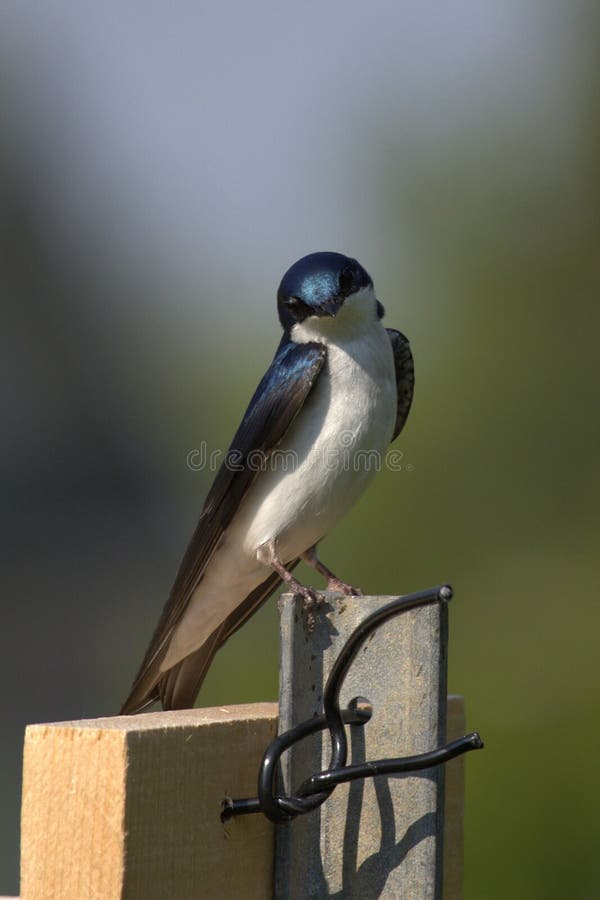 Image of a Swallow Bird in the Midst of Its Graceful Flight, Wings ...