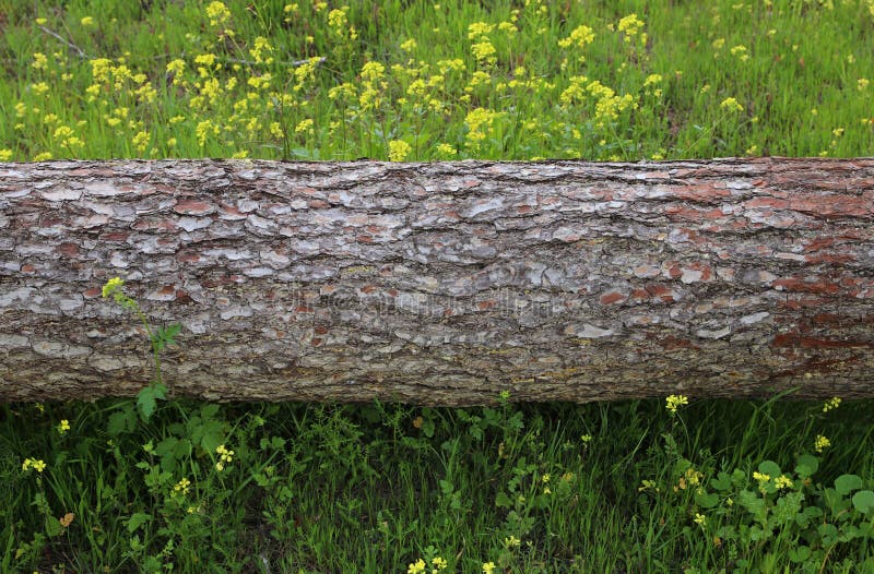 Image of Tree Trunk in the Forest. Freedom and Renewal Concept. Stock ...