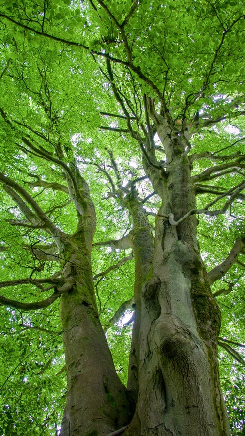 Image of a tree trunk stock photo. Image of leaves, tree - 93498190