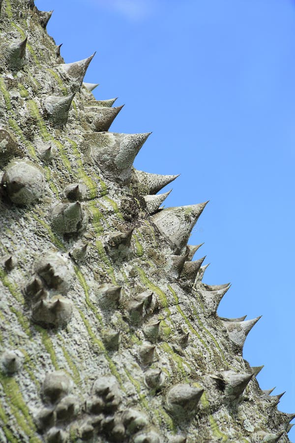 Sharp Thorns Lining the Bark of a Tree Stock Photo - Image of trunk ...