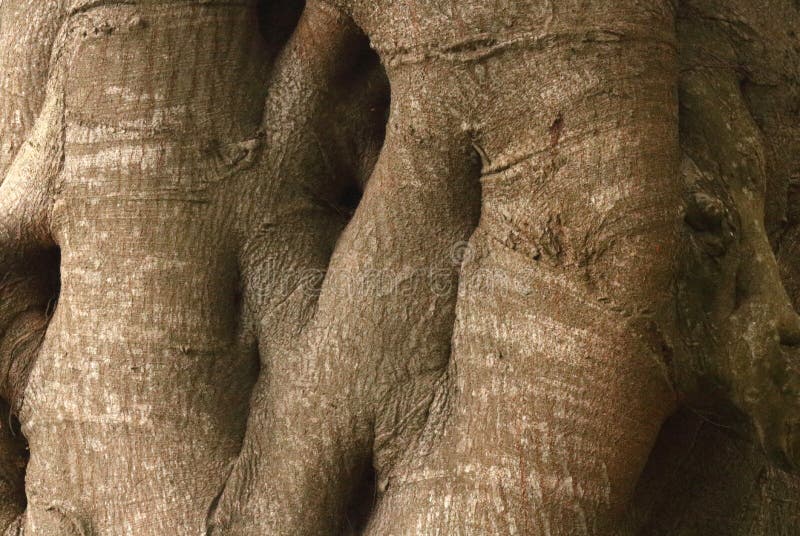 Grotesquely Shaped Tree Trunk Stock Photo - Image of beauty, surface ...