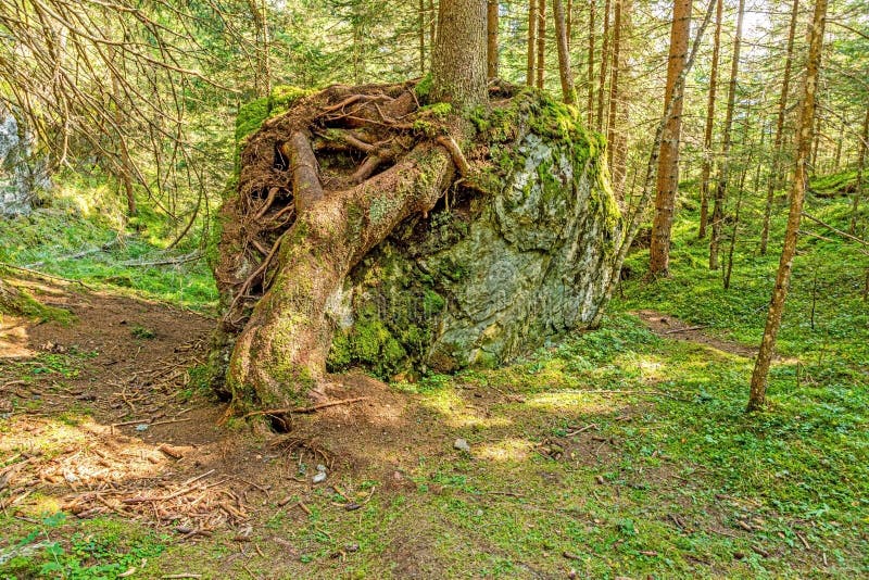 Image of a Tree Whose Roots Have Grown Imposingly Over a Large Rock ...