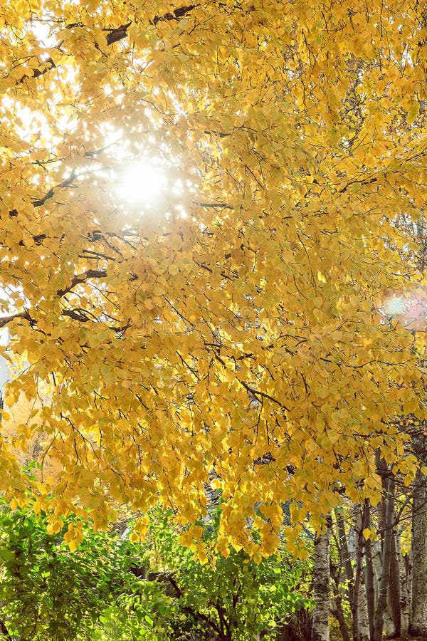 Tree with Yellow Leaves and Sun Stock Image - Image of natural, bark ...