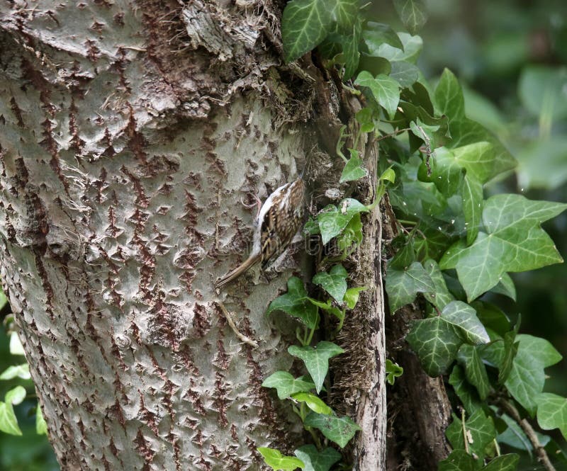 Treecreeper bird on a tree stock image. Image of flying - 314847895