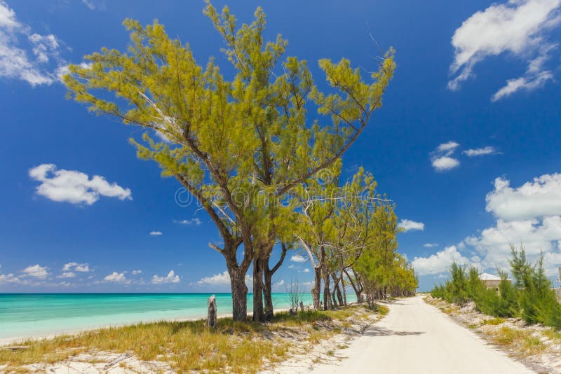 Image of Trees Along a Pathway on the Beach Stock Image - Image of ...